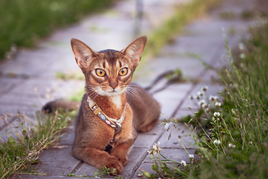 10 Prachtige kattenrassen