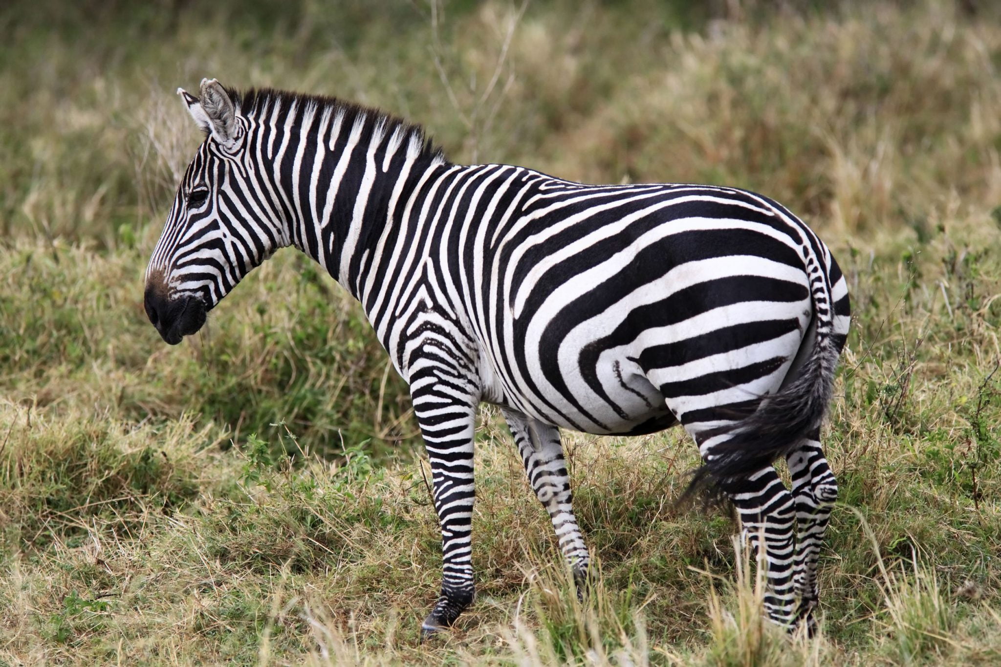 Waarom hebben zebra's strepen?