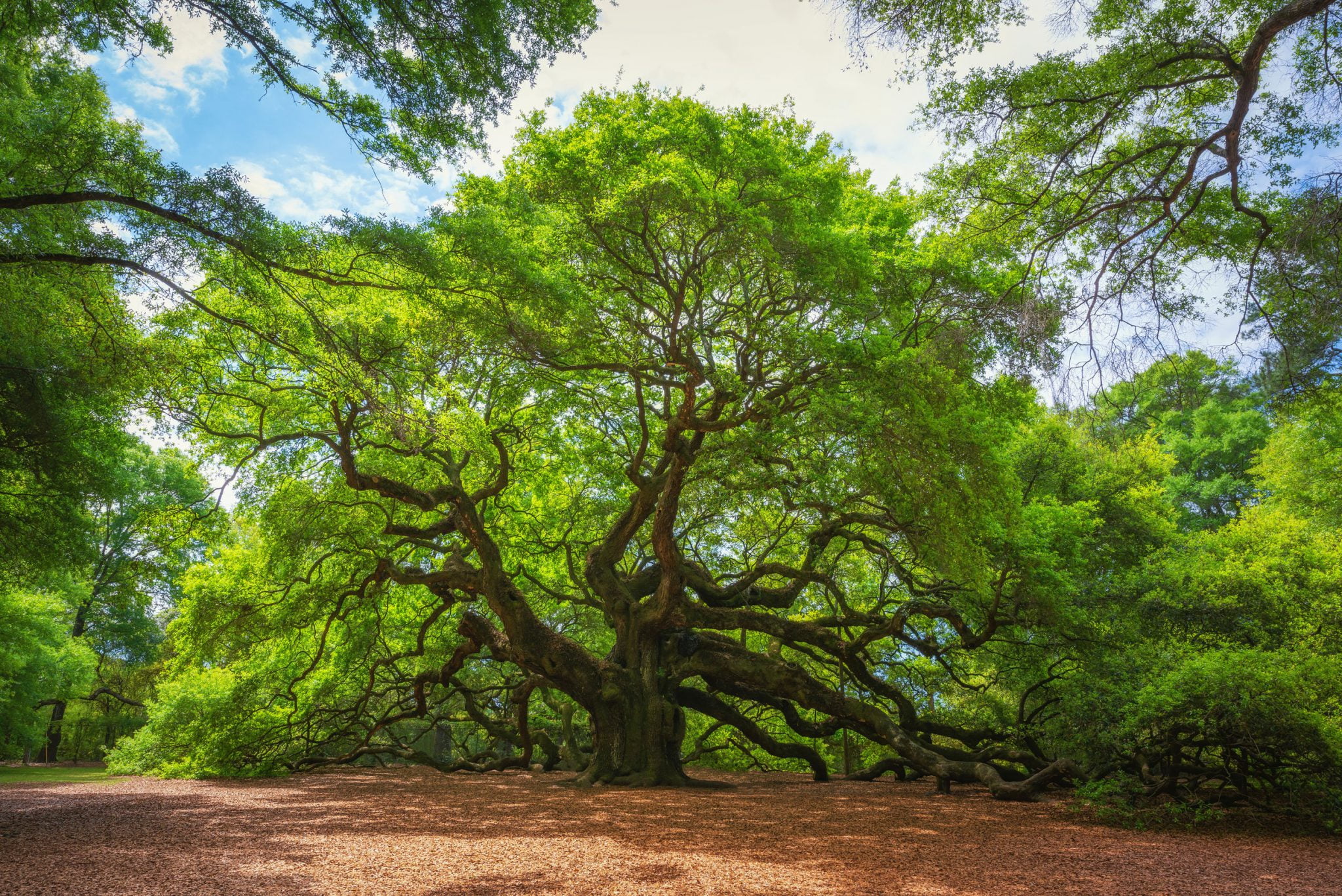 Plantendag, wat is het en 10 bijzondere weetjes over planten